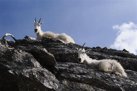Utah Mountain Goats Gore Dogs On Trail Toss Them Over Cliff