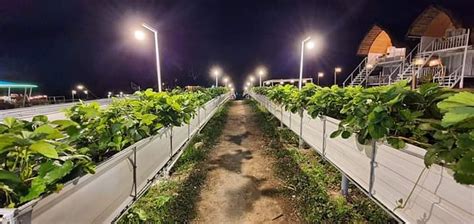 Strawberry Guyabano Farm Tupo South Cotabato