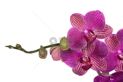 孤立在白色背景上的粉红色兰花高清图片下载 正版图片503138598 摄图网