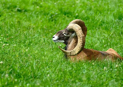Ibex Stock Image Image Of Look Lying Green Sunshine