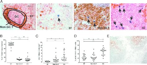 Hiv 1 Rna Cells Are Concentrated Within Gc Of Lymph Nodes In Download Scientific Diagram