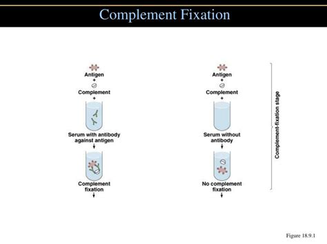 Ppt Chapter 18 Powerpoint Presentation Free Download Id687591