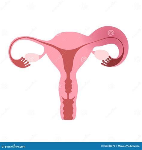 Hydrosalpinx Female Reproductive System Blocked Fallopian Tube Uterus