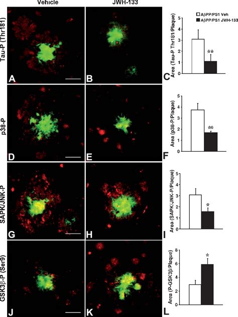 Pdf Cb2 Cannabinoid Receptor Agonist Ameliorates Alzheimer Like