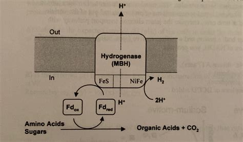 Solved Pyrococcus Furiosus Has The Respiratory System