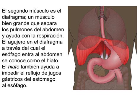 PatEdu Enfermedad de reflujo gastroesofágico