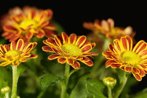 Indian Chrysanthemum Hybride Chrysanthemum Indicum Stock Image Image