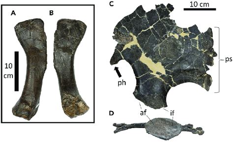 Details Of The Pelvic Anatomy Of The Holotype A Left Ilium In Lateral