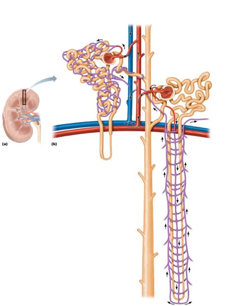 Cortical And Juxtamedullary Nephron Diagram Quizlet