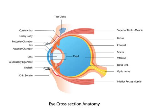 Anatomical Eye Structure At Annabelle Raggatt Blog