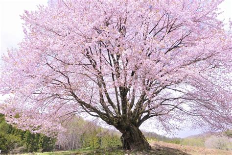 天王桜の絶景｜zekkei Japan