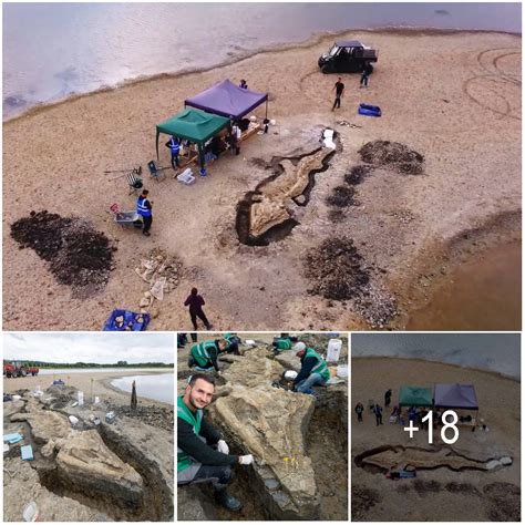 Sea Dragon Fossil 180 Million Years Old Discovered In Uk Reservoir