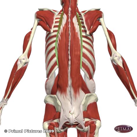 Mmt Testing The Muscles Of The Trunk Flashcards Quizlet