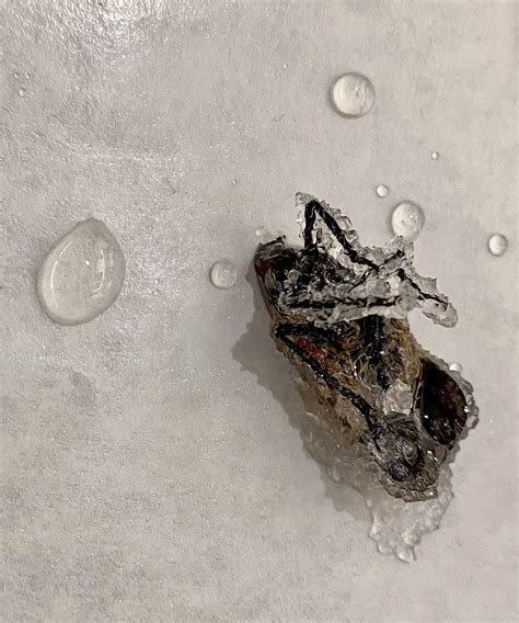 Crystallization Experiment Flies Art Of Science