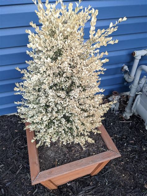 Boxwoods Dying In Ohio Need Help Rplants