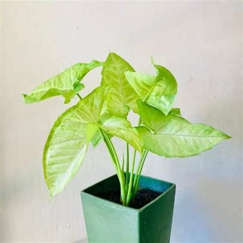 Syngonium Plant Sapling 1pc Affordable Succulent Store