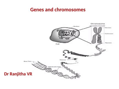 Dna Supercoiling Pptx