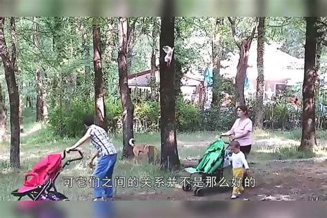 狗狗强行拖拽小奶猫，猫咪的反应太真实，网友：看着都疼