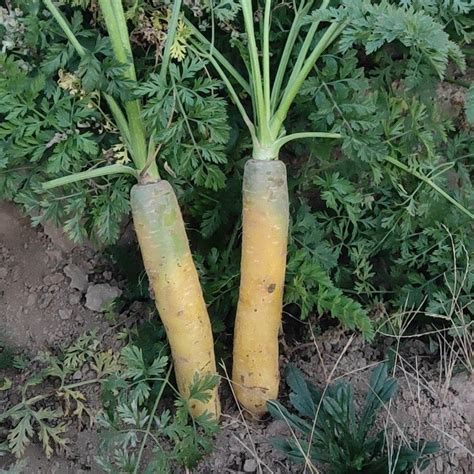 山西运城绛县松树、槐树、柏树、槐树苗、花椒苗、胡萝卜、葡萄苗、柳树、杨树、梨树苗、栾树苗、皂角树苗、柿子苗、矮樱、苹果苗、连翘苗、臭椿苗、海棠苗、丁香树、石榴树、翅果油树苗、红叶李、碧桃树、松