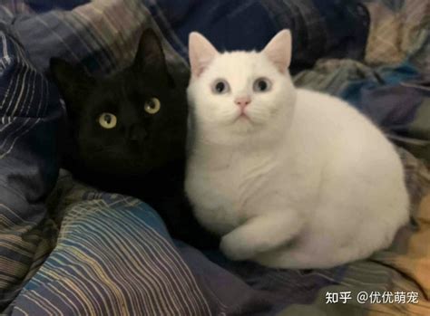 猫咪为什么不玩逗猫棒？ 知乎
