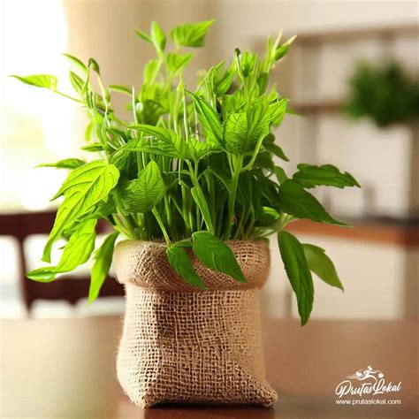 Saluyot Jute Leaves Mga Nakakabilib Na Benepisyo Sa Kalusugan Alamin