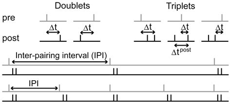 Spike Timing Dependent Plasticity STDP Protocols STDP Protocols Used Download Scientific