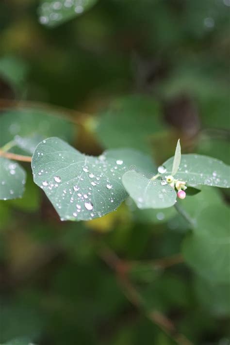 Rain Drops On The Leaves Of The Snowberry Bush Stock Image Image Of