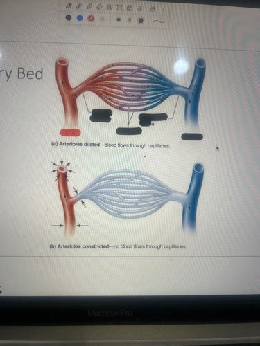 Blood Vessels Lecture Flashcards Quizlet