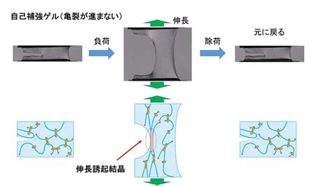 人工靭帯への応用に期待 引っ張ると頑丈になる自己補強ゲル 理学療法士・作業療法士・言語聴覚士の求人、セミナー情報なら【post】