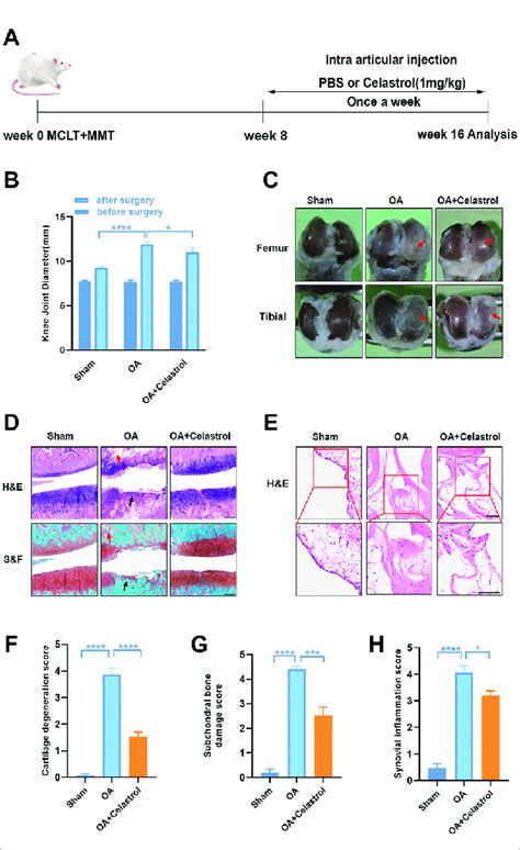 Celastrol Alleviated The Progression Of Oa In Rat Model A Timeline