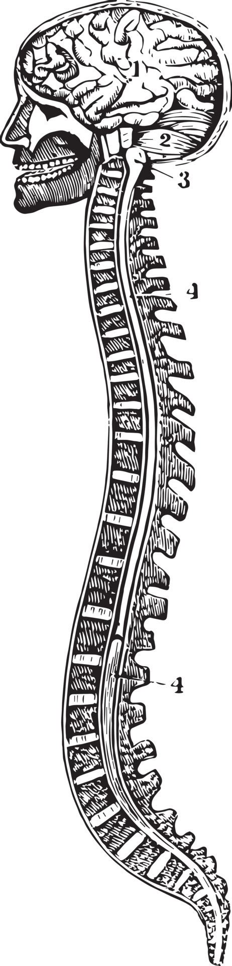 La Columna Vertebral Y El Cerebro Ilustración Vintage 13577639 Vector