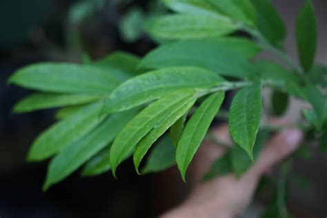 Procris Pedunculata Atlas Exotics