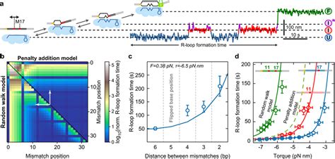 Locked R Loop Formation On Targets Containing Double Mismatches A