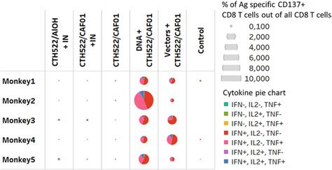 Cd8 T Cells Responses Multifunctional Analyses Week 22 Cytokine