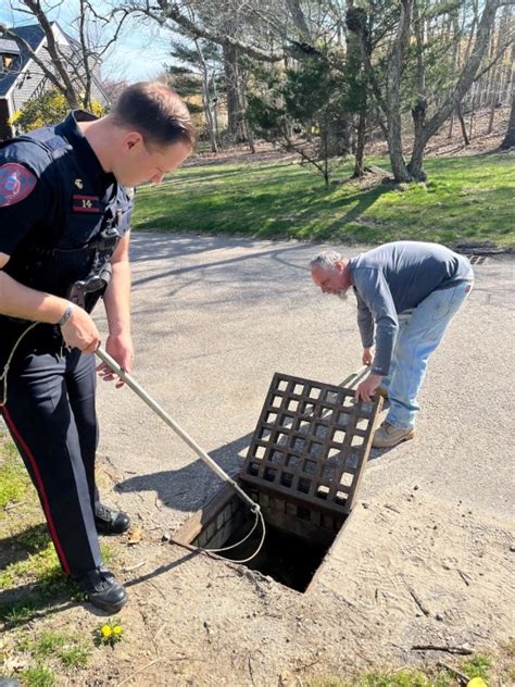 Raccoon Rescued From Jamestown Storm Drain