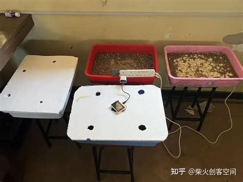 物联网黑水虻养殖，小虫大用变“废”为宝！ 知乎