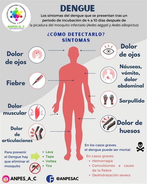 El Dengue Fiebre Quebrantahuesos Es Una Infección Vírica Que Se