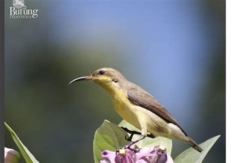 Detail Jenis Burung Di Indonesia Beserta Gambar Koleksi Nomer 32