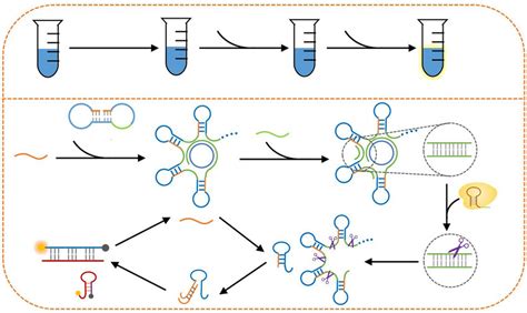 Crispr Cas Assisted Garland Rca Based Mirna Detection Approach A