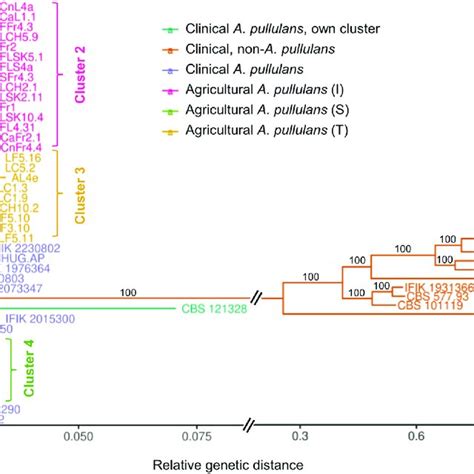 Snp Based Phylogeny Of 46 Aureobasidium Strains From Agricultural And