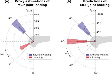 Activity Related Differences Of A Proxy Estimations Of Mcp Joint Load