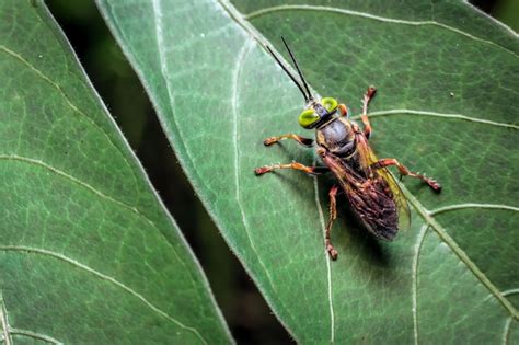Premium Photo Close Up Of Megachilidae On The Leaf
