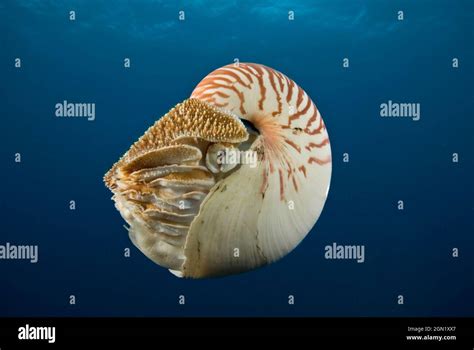 Cephalopod Nautilus