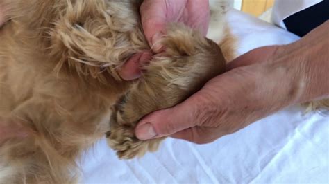 Flexion And Extension In The Carpal Joint Youtube