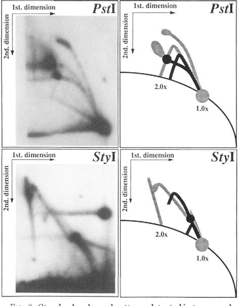 Figure 9 From Initiation Of Dna Replication In Cole1 Plasmids Containing Multiple Potential
