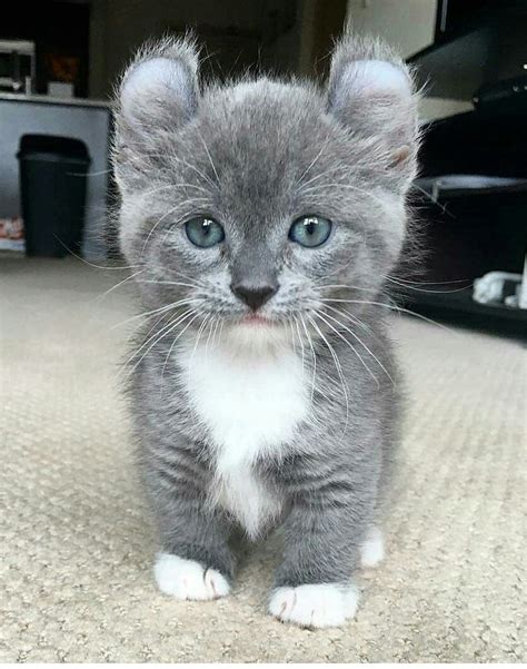 Кошка с маленькими ушами 74 фото