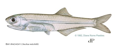 Bay Anchovy Fwc