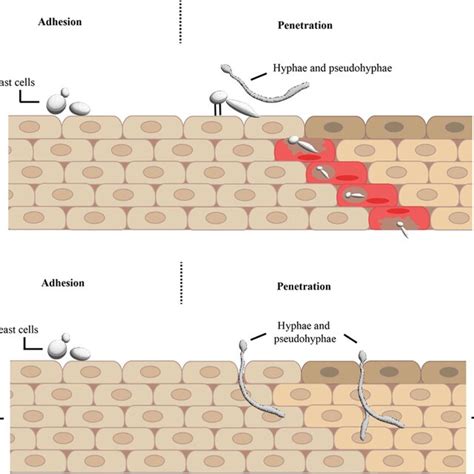 Schematic Representation Of Adhesion Invasion And Infection By