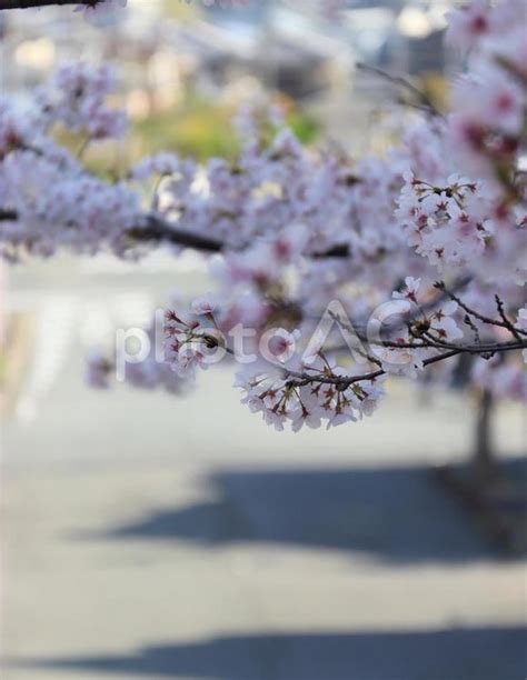 淡いピンク色の桜 No 26240701｜写真素材なら「写真ac」無料（フリー）ダウンロードok