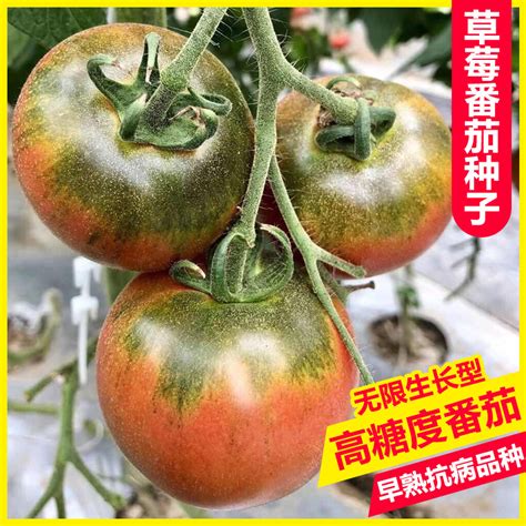 铁皮草莓柿子种籽大全四季盆栽番茄种子苗高产农家西红柿蔬菜种孑 虎窝淘
